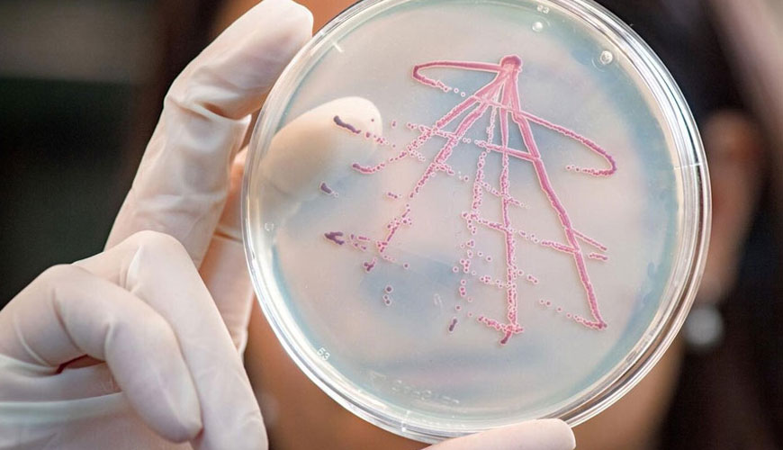 AATCC 8739 Escherichia coli Test