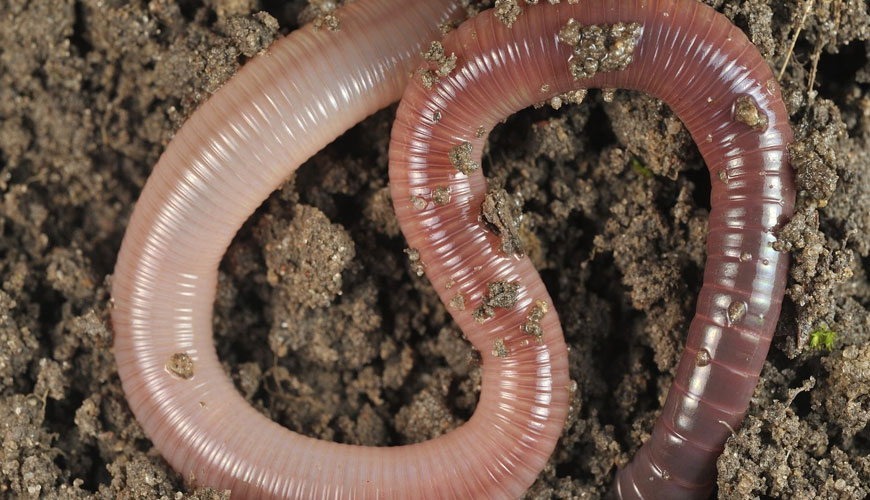 OECD 207 Worm, Acute Toxicity Tests