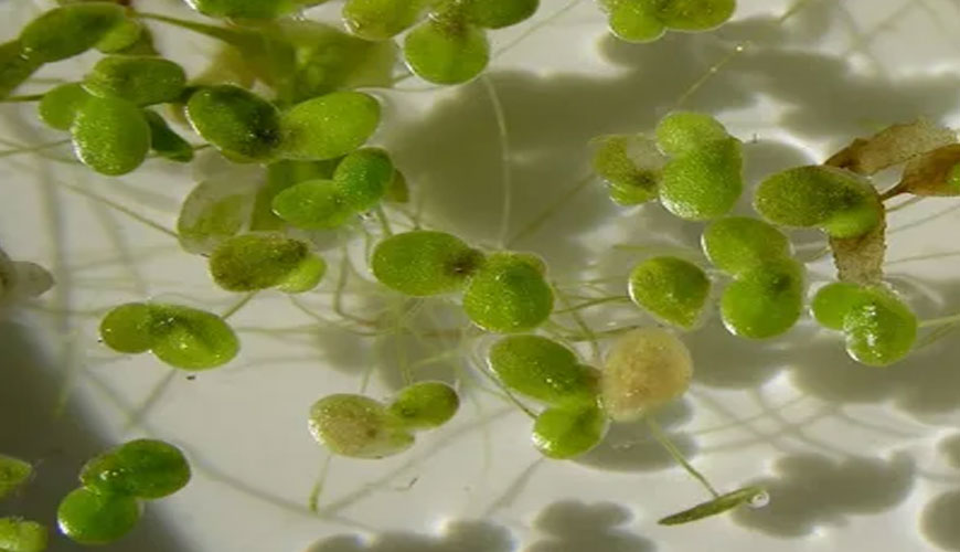 OECD 221 Prüfung von Chemikalien - Lemna SP. Wachstumshemmungstest