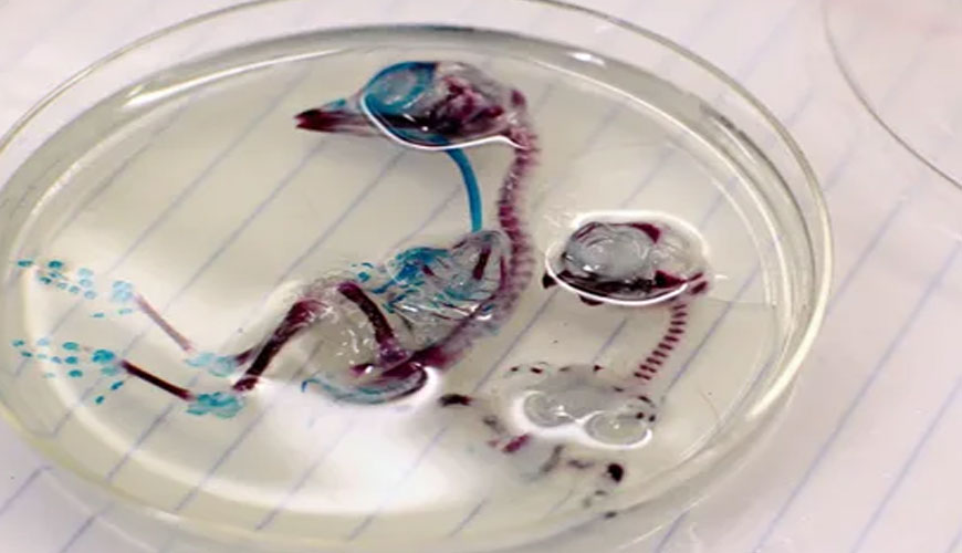 Oecd Tg488 Transgenic Rodent Somatic And Germ Cell Gene Mutation Assays